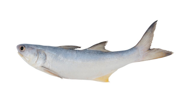 Indian Salmon Fish Images