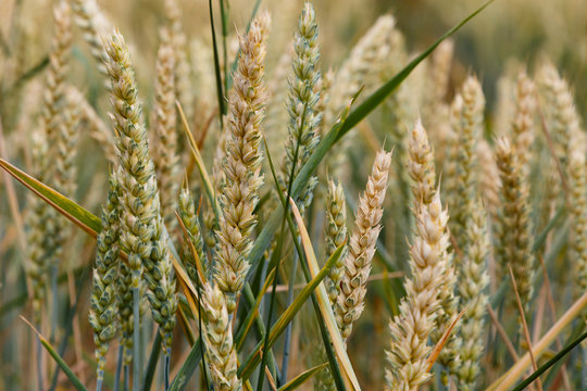 Weichweizen - Images et vidéos libres de droits | Adobe Stock