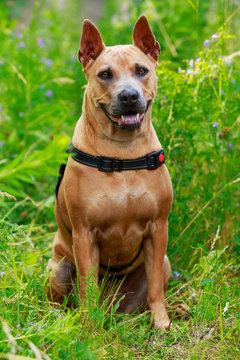 Basenji Rhodesian Ridgeback Mix