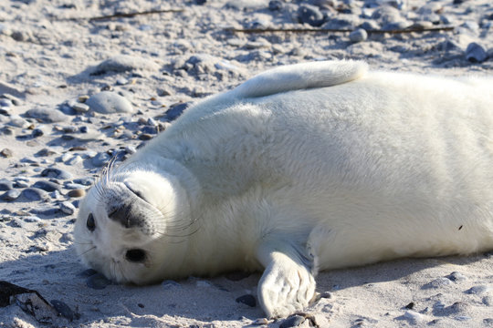 Heuler-Bilder: Stock-Fotos & -Videos. | Adobe Stock