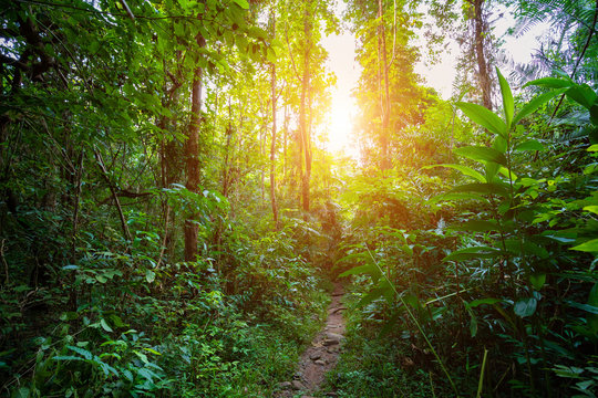 Tropical Evergreen Forest