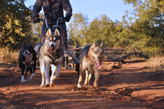 รูปภาพMushing – เลือกดูภาพถ่ายสต็อก เวกเตอร์ และวิดีโอ19,293 | Adobe Stock