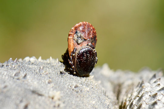 รูปภาพEktoparasit – เลือกดูภาพถ่ายสต็อก เวกเตอร์ และวิดีโอ106 | Adobe Stock