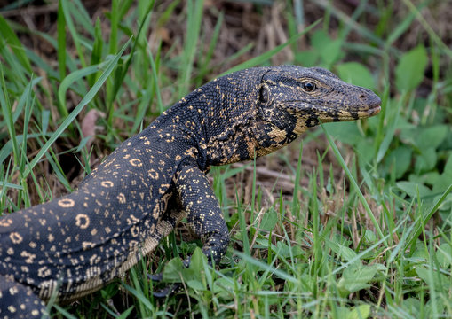 Biawak Images – Browse 44 Stock Photos, Vectors, and Video | Adobe Stock