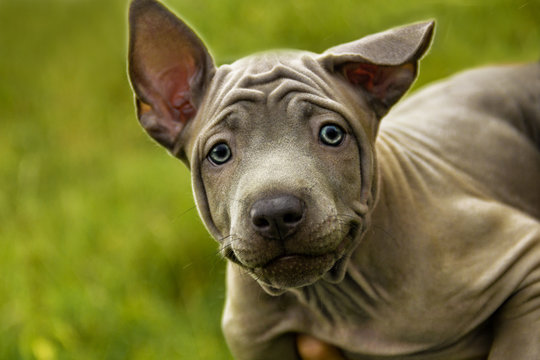 Can A Thai Ridgeback Live In Indonesia