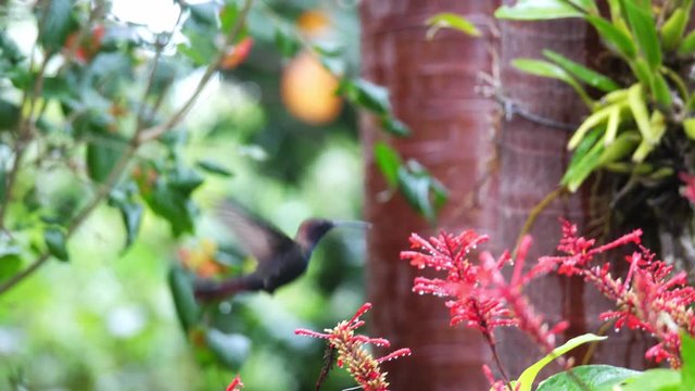 Nector Images – Browse 422 Stock Photos, Vectors, and Video | Adobe Stock