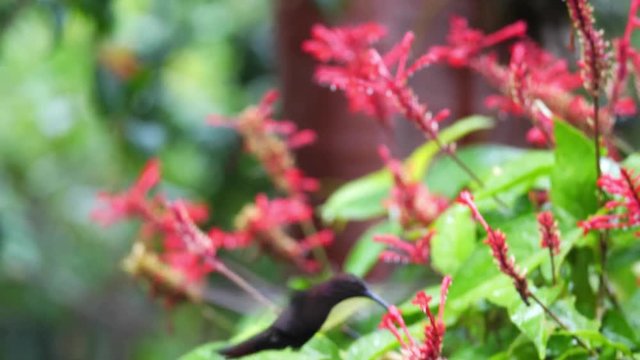 Nector Images – Browse 422 Stock Photos, Vectors, and Video | Adobe Stock