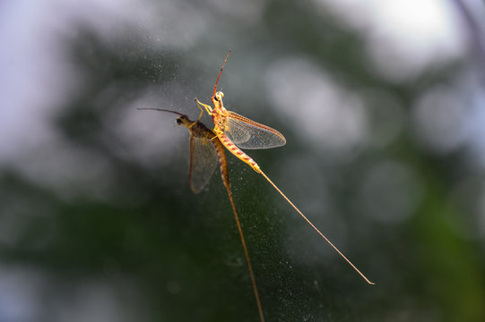 รูปภาพPaleoptera – เลือกดูภาพถ่ายสต็อก เวกเตอร์ และวิดีโอ136 | Adobe Stock