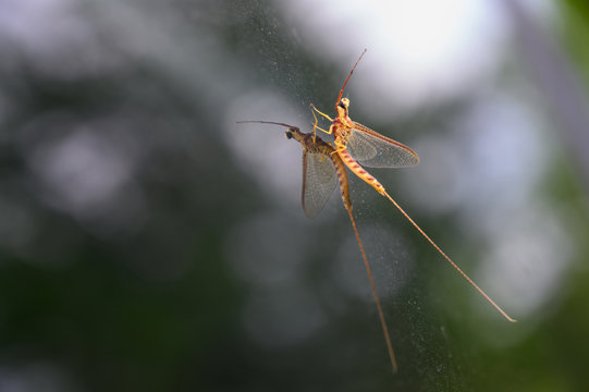 รูปภาพPaleoptera – เลือกดูภาพถ่ายสต็อก เวกเตอร์ และวิดีโอ136 | Adobe Stock