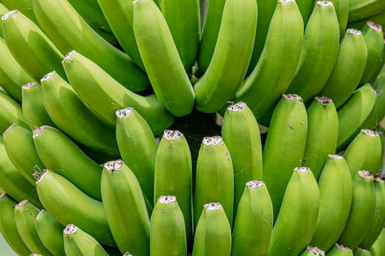 "Hand Of Bananas" Bilder – Durchsuchen 274 Archivfotos, Vektorgrafiken ...