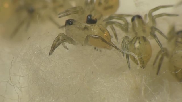 Spiderlings bilder – Bläddra bland 637 stockfoton, vektorer och videor ...