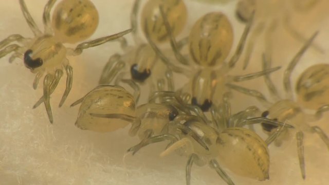 Spiderlings bilder – Bläddra bland 637 stockfoton, vektorer och videor ...