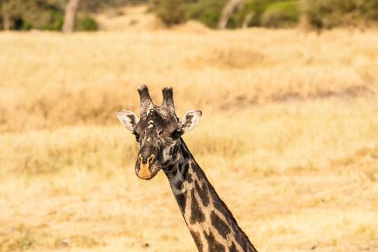 รูปภาพZarafa – เลือกดูภาพถ่ายสต็อก เวกเตอร์ และวิดีโอ82 | Adobe Stock
