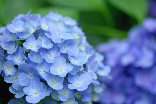 「青い花」の画像 - 776,885 件の Stock 写真、ベクターおよびビデオ | Adobe Stock