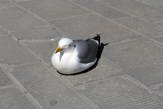 Assolato Bilder – Durchsuchen 7,860 Archivfotos, Vektorgrafiken und ...