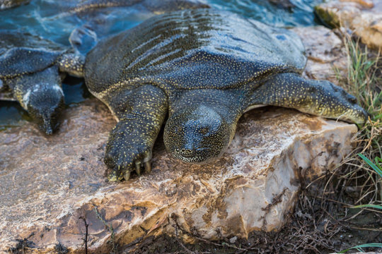 รูปภาพTrionyx – เลือกดูภาพถ่ายสต็อก เวกเตอร์ และวิดีโอ316 | Adobe Stock