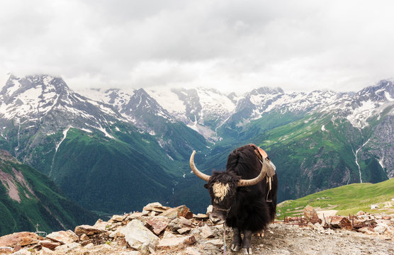 19,078 BEST Yak IMAGES, STOCK PHOTOS & VECTORS | Adobe Stock