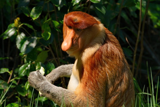 รูปภาพLong-Nosed – เลือกดูภาพถ่ายสต็อก เวกเตอร์ และวิดีโอ3,562 | Adobe ...