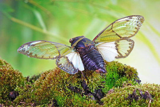 รูปภาพGlasswing – เลือกดูภาพถ่ายสต็อก เวกเตอร์ และวิดีโอ1,021 | Adobe Stock