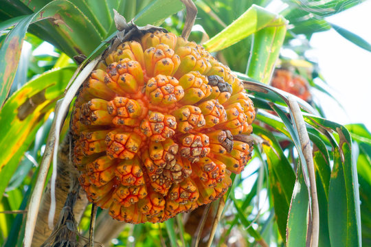 Kevda Bilder – Durchsuchen 1,280 Archivfotos, Vektorgrafiken und Videos ...