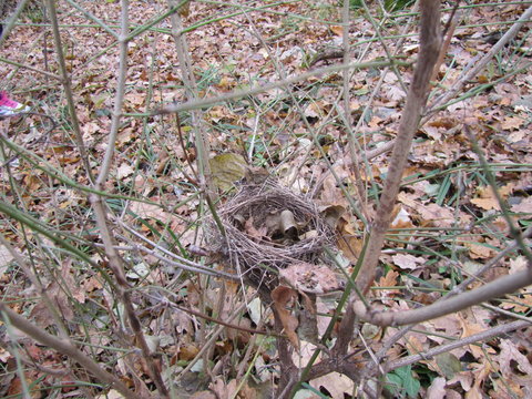 Codri-Bilder: Stock-Fotos & -Videos. | Adobe Stock