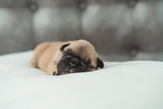 「Dormilon」の写真素材 | 23件の無料イラスト画像 | Adobe Stock