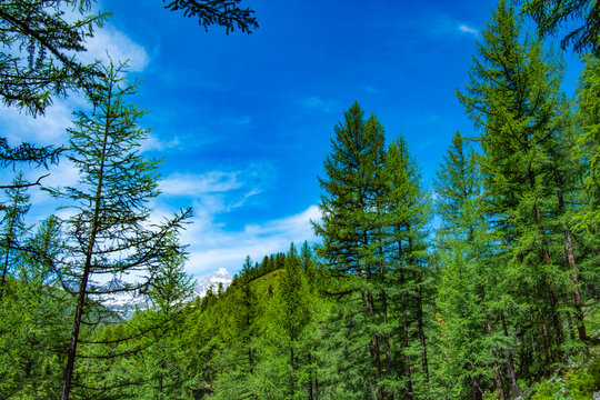 "Siber Bilder – Durchsuchen 1,058 Archivfotos, Vektorgrafiken und ...