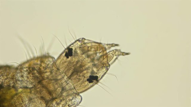 รูปภาพHydrophilidae – เลือกดูภาพถ่ายสต็อก เวกเตอร์ และวิดีโอ159 | Adobe ...