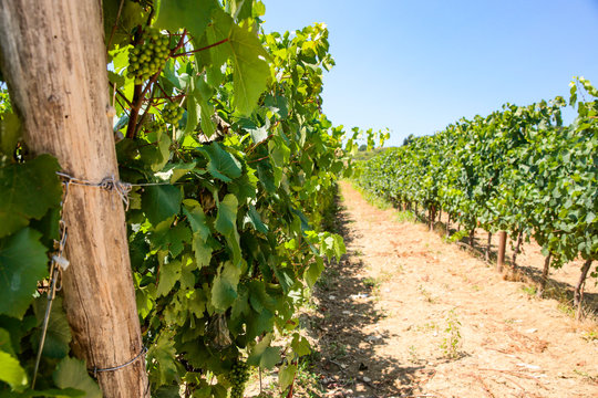 "Vineyard Background" Images – Browse 1,134 Stock Photos, Vectors, and ...