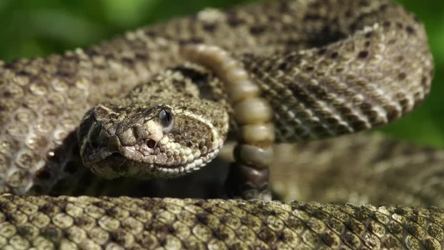 รูปภาพRattlesnake – เลือกดูภาพถ่ายสต็อก เวกเตอร์ และวิดีโอ27,087 ...