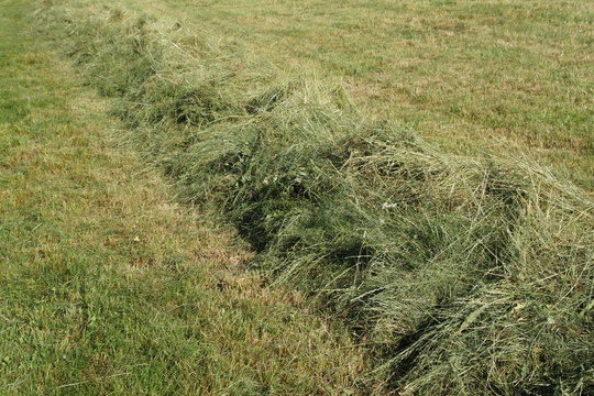 Heuen Bilder – Durchsuchen 225 Archivfotos, Vektorgrafiken und Videos ...