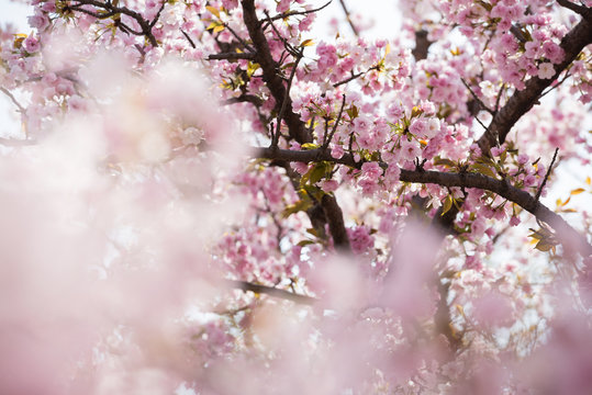 守 Images – Browse 624 Stock Photos, Vectors, and Video | Adobe Stock