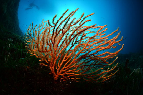 「Gorgonia」の画像 - 1,321 件の Stock 写真、ベクターおよびビデオ | Adobe Stock