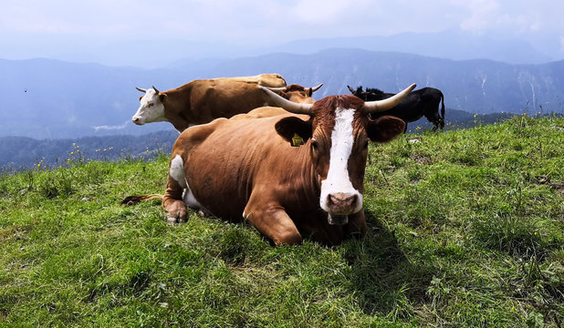 "Vaca Images – Browse 37,367 Stock Photos, Vectors, and Video | Adobe Stock