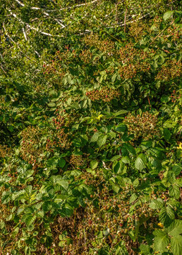 Brombeerhecke-Bilder: Stock-Fotos & -Videos. | Adobe Stock