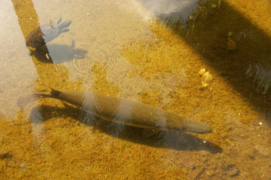 รูปภาพManjuari – เลือกดูภาพถ่ายสต็อก เวกเตอร์ และวิดีโอ9 | Adobe Stock