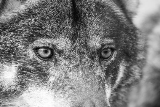804 BESTE Leitwolf BILDER, STOCK-FOTOS & -VEKTORGRAFIKEN | Adobe Stock