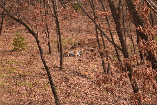 "Ussuri Tiger" Images – Browse 22,157 Stock Photos, Vectors, and Video | Adobe Stock