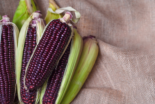 "Purple Corn Images – Browse 19,080 Stock Photos, Vectors, and Video ...