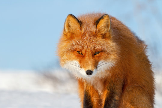 Fox Red Eye Larysa