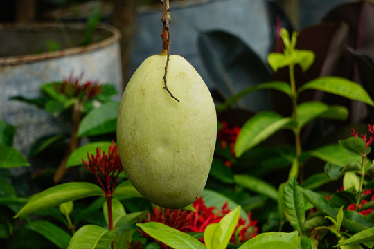 Totapuri Images – Browse 59 Stock Photos, Vectors, and Video | Adobe Stock