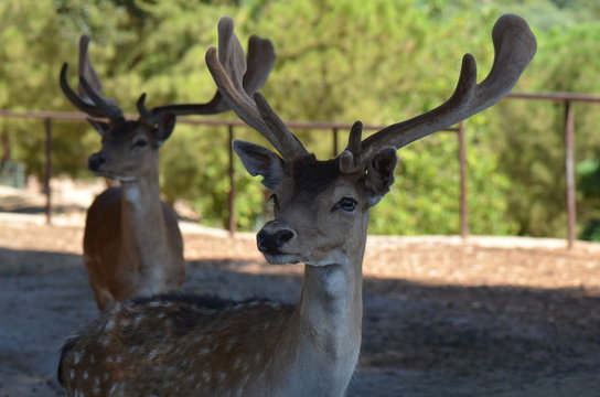 Cervi 画像 - 参照 865 Stock 写真、ベクターおよびビデオ | Adobe Stock