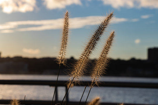 1,686 BESTE Planze BILDER, STOCK-FOTOS & -VEKTORGRAFIKEN | Adobe Stock