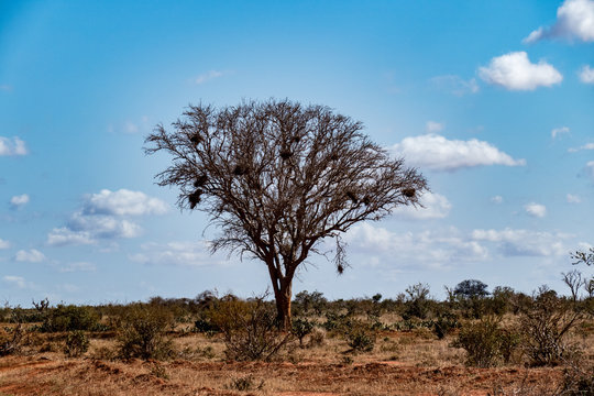 รูปภาพNester – เลือกดูภาพถ่ายสต็อก เวกเตอร์ และวิดีโอ2,634 | Adobe Stock