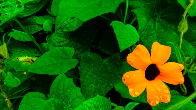 Frower 画像 - 参照 540 Stock 写真、ベクターおよびビデオ | Adobe Stock