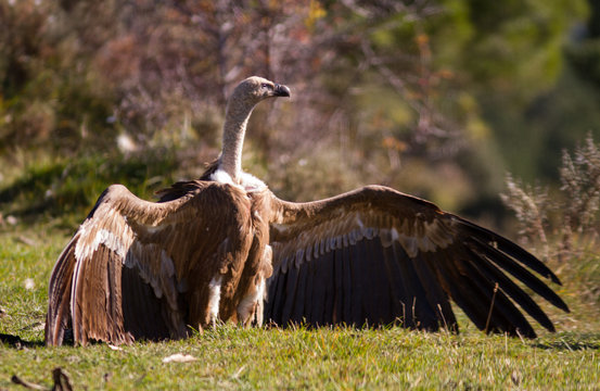 Aasgeier Bilder – Durchsuchen 6,992 Archivfotos, Vektorgrafiken und ...