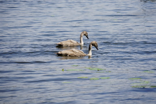 Schimmen-Bilder: Stock-Fotos & -Videos. | Adobe Stock