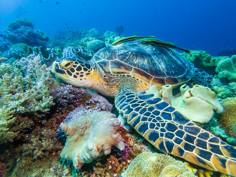 รูปภาพChelonia – เลือกดูภาพถ่ายสต็อก เวกเตอร์ และวิดีโอ26,651 | Adobe Stock