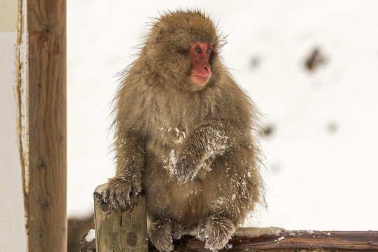 รูปภาพJapanmakak – เลือกดูภาพถ่ายสต็อก เวกเตอร์ และวิดีโอ664 | Adobe Stock