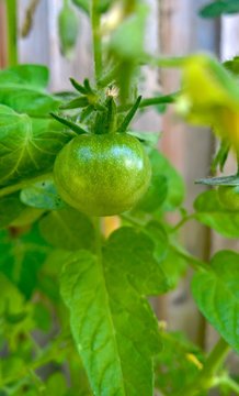 Tomatenstaude bilder – Bläddra bland 132 stockfoton, vektorer och ...